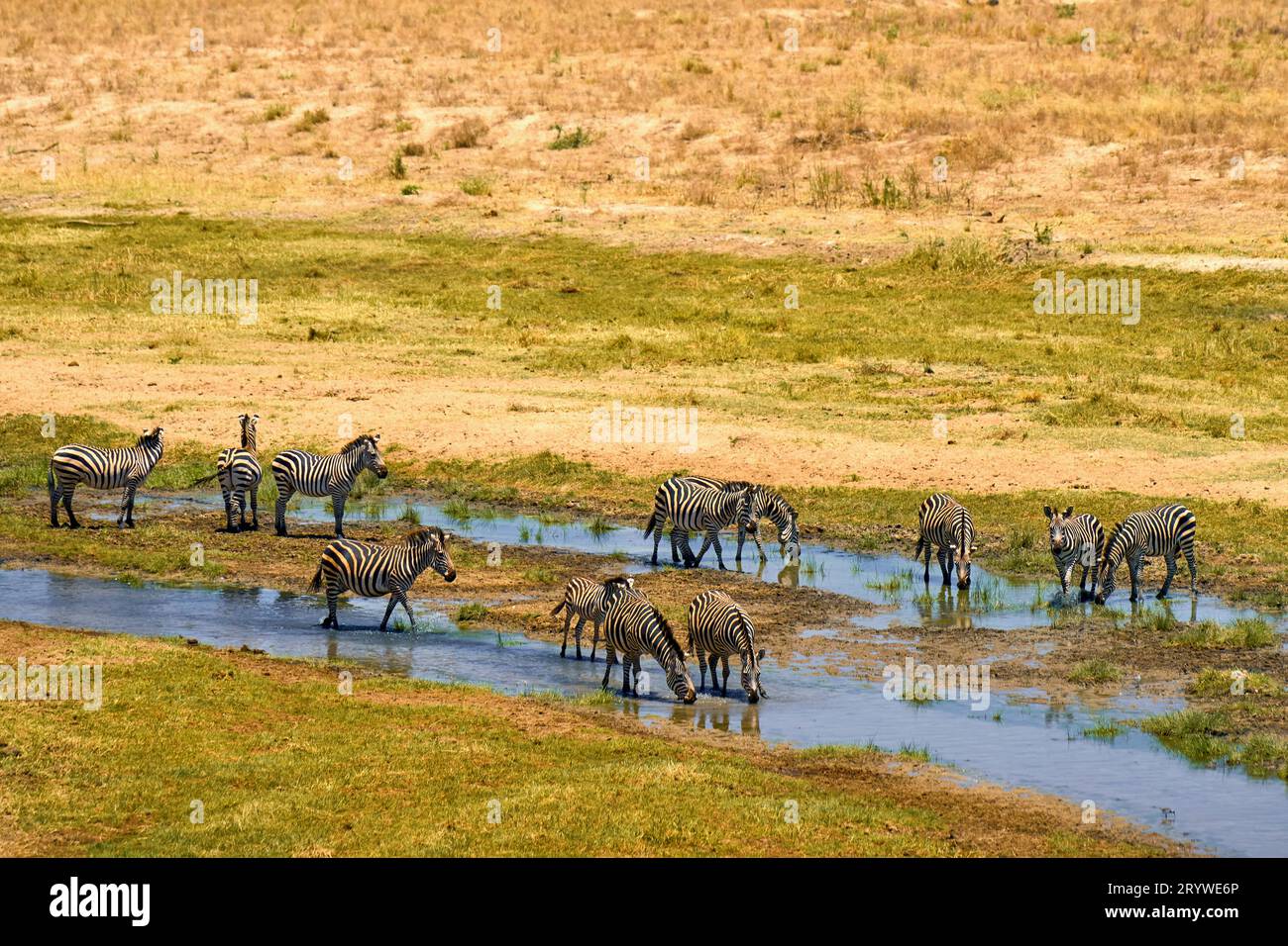wild african savanna with animals Stock Photo - Alamy