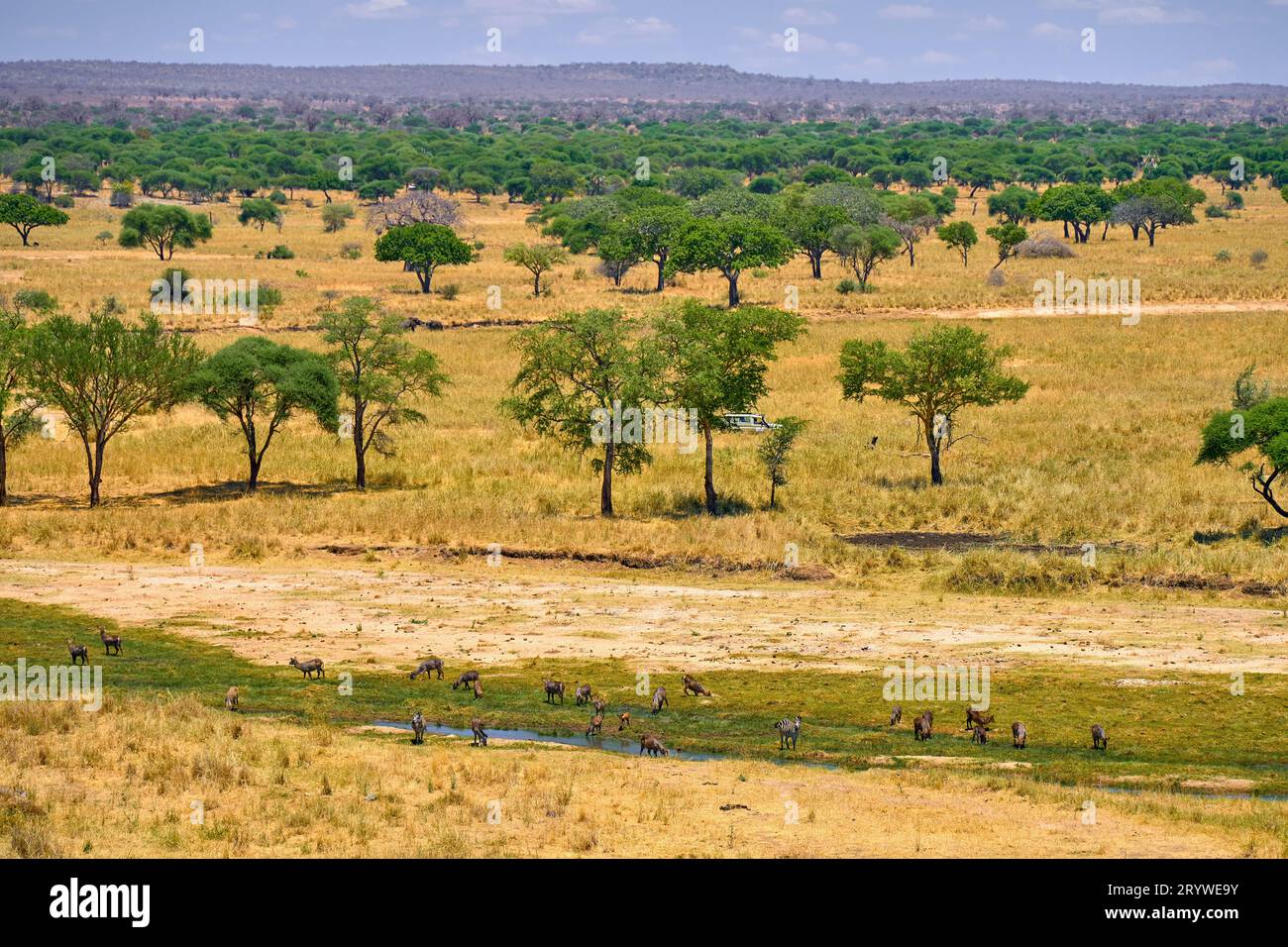 wild african savanna with animals Stock Photo - Alamy