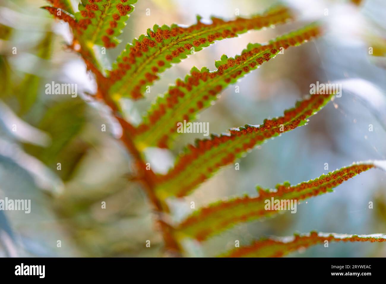 Closeup detail of fern leaves and stem in a forest near Gibsons ...