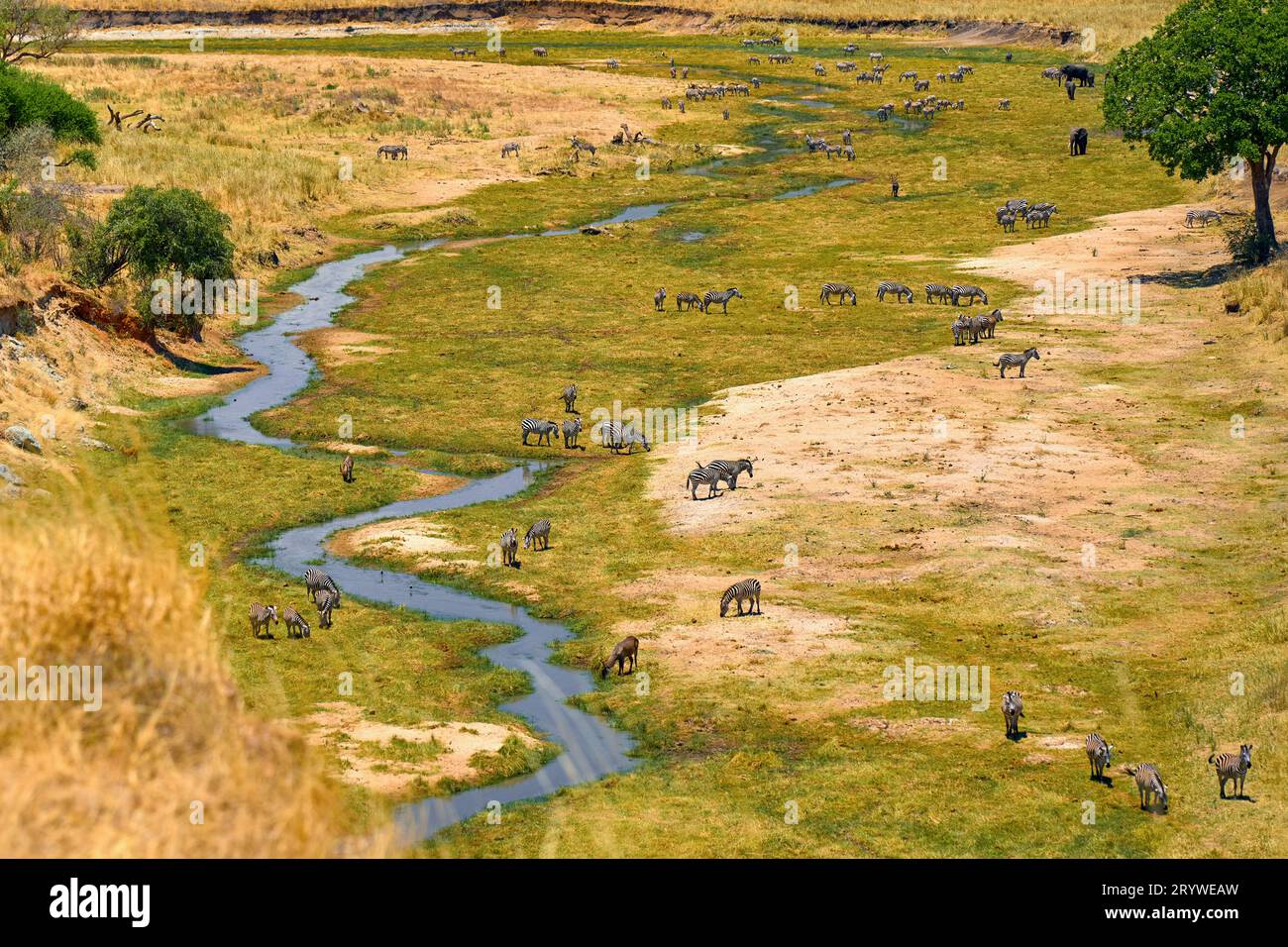 Wild african savanna elephant hi-res stock photography and images - Alamy