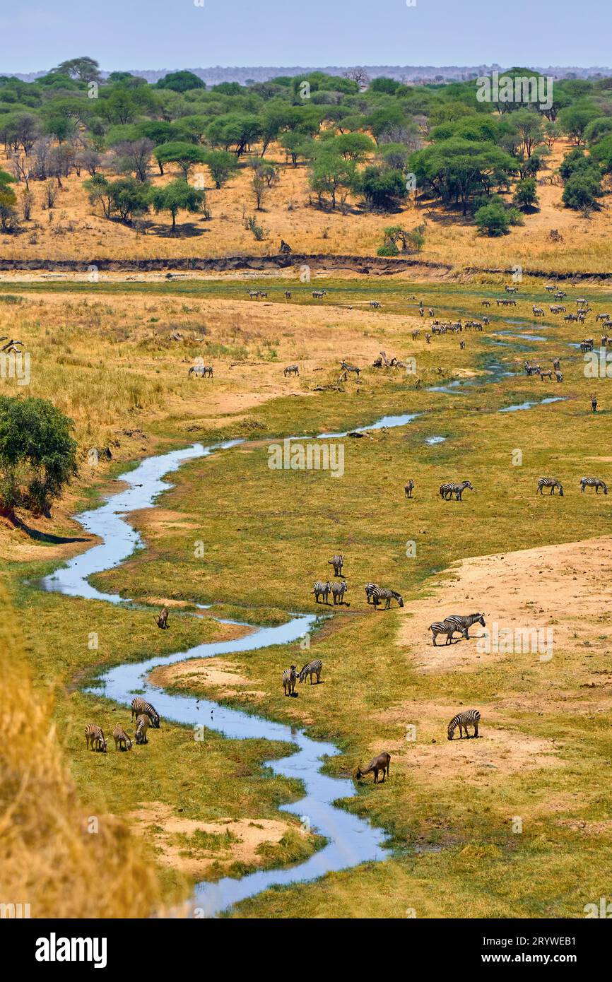 wild african savanna with animals Stock Photo - Alamy