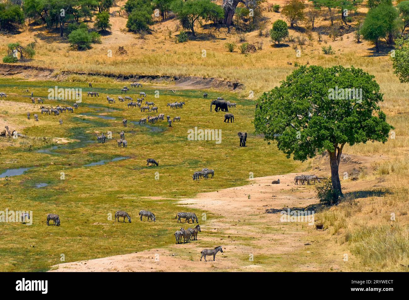 wild african savanna with animals Stock Photo - Alamy