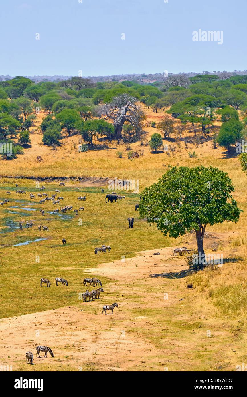 wild african savanna with animals Stock Photo - Alamy