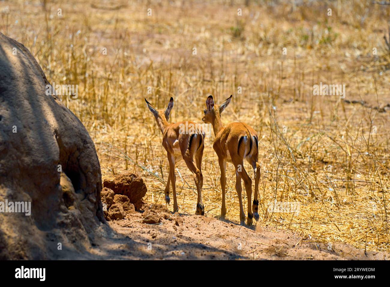 wild african savanna with animals Stock Photo - Alamy