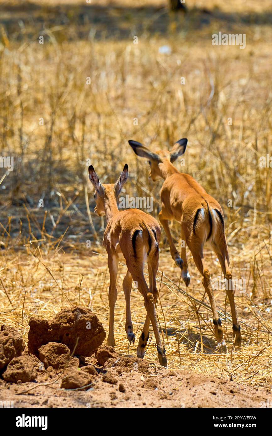wild african savanna with animals Stock Photo - Alamy