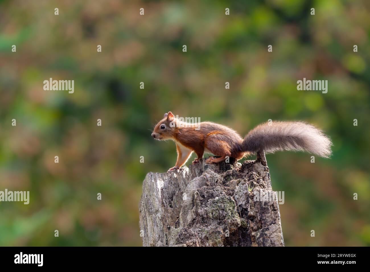 Red Squirrel on Brownsea Island, Poole Harbour, Dorset, UK Stock Photo ...