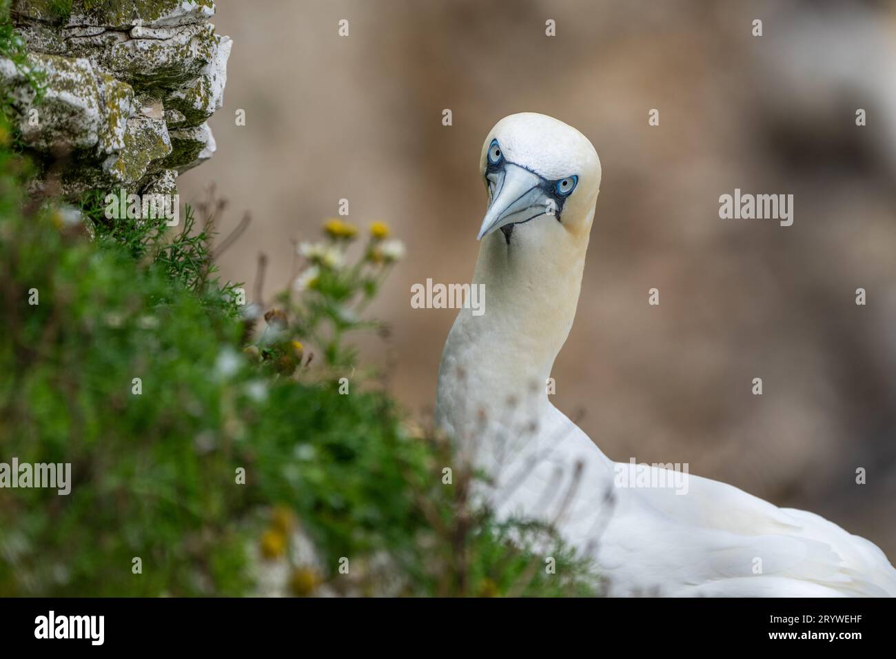 Gannet flowers hi-res stock photography and images - Alamy