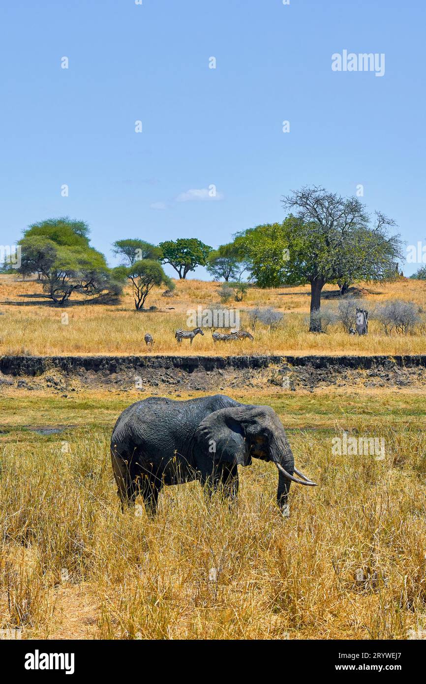 wild african savanna with animals Stock Photo - Alamy