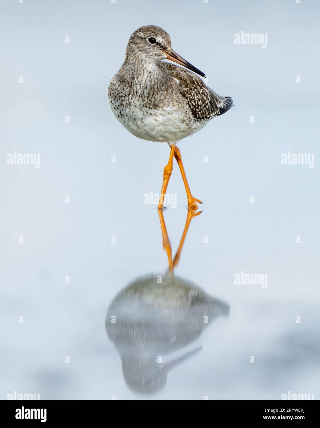 Orange red beak and legs hi-res stock photography and images - Alamy
