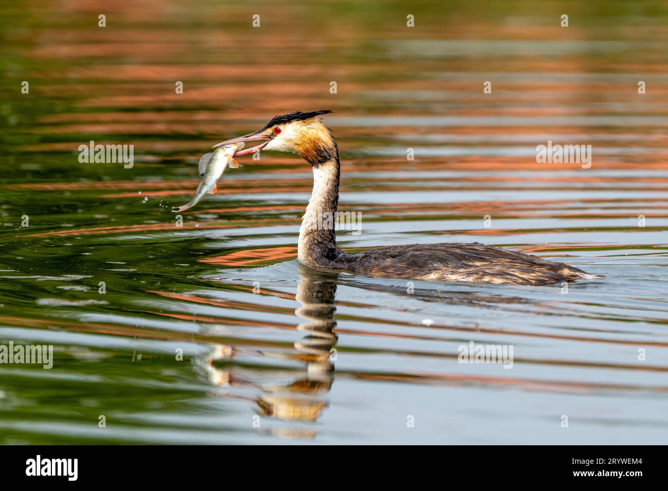 Great crested Grebe on a lake Stock Photo - Alamy
