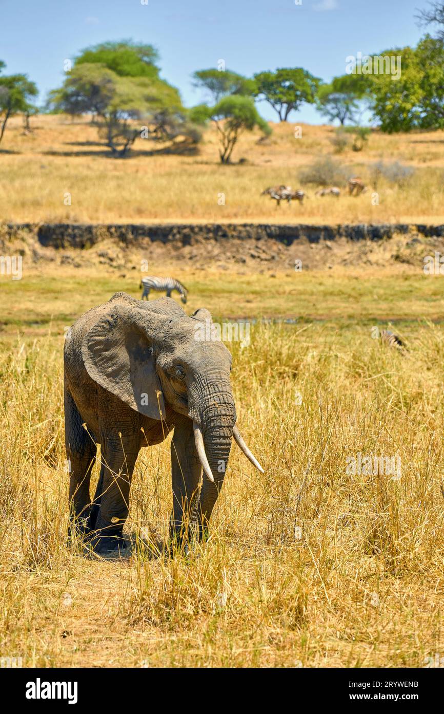 elephants in the african savanna Stock Photo - Alamy