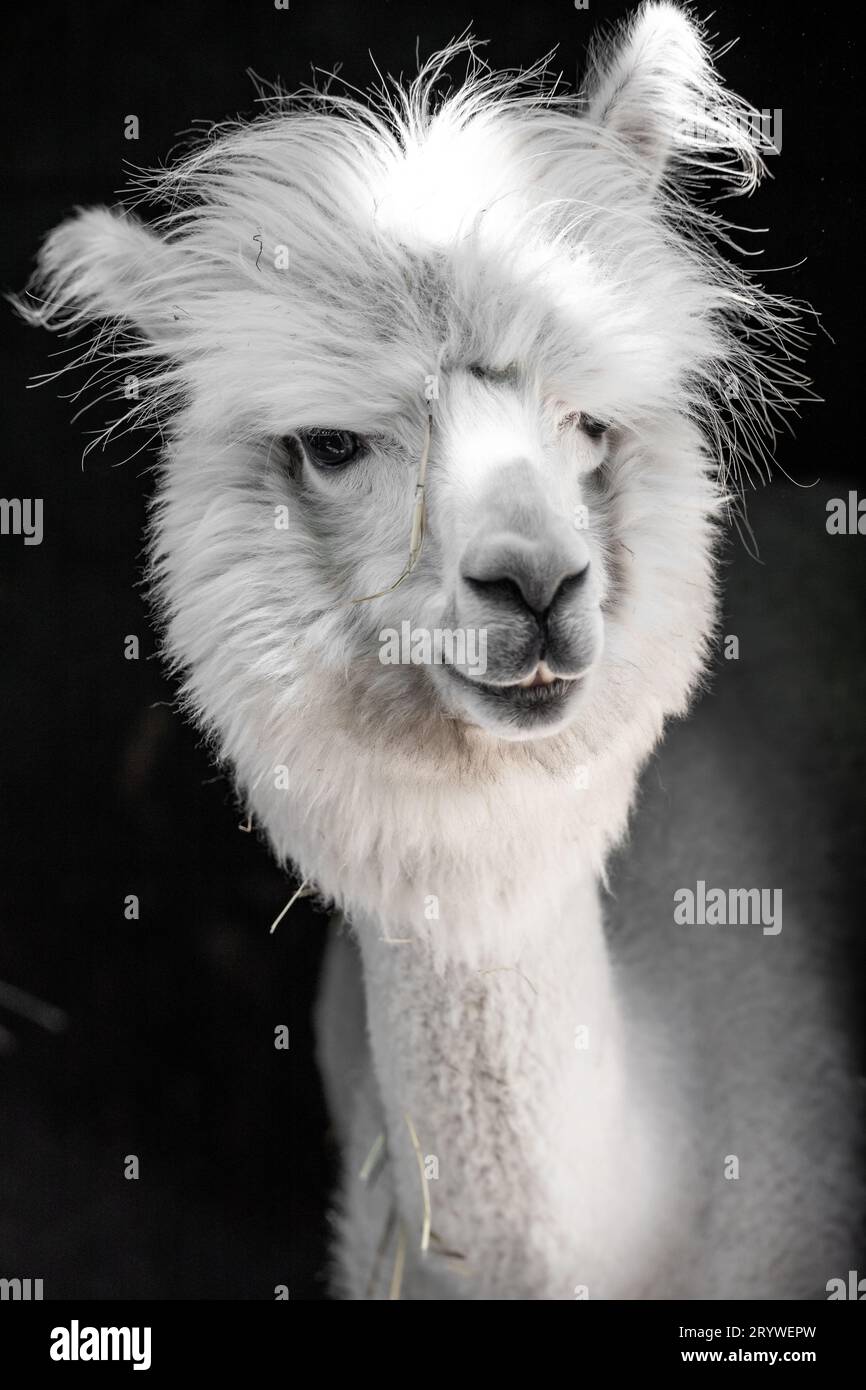 Funny alpaca hi-res stock photography and images - Alamy