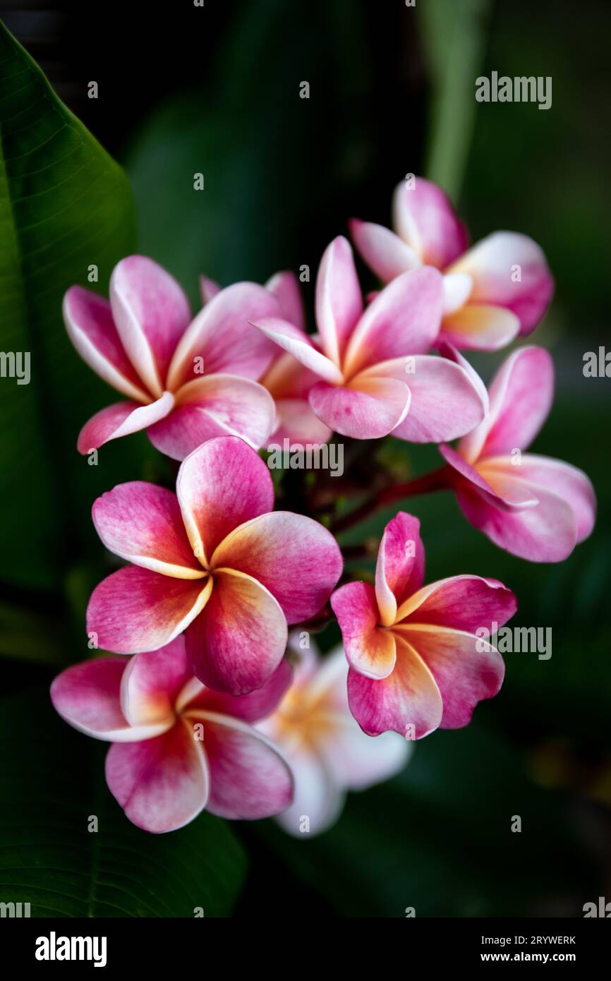 Enchanting Pink Frangipani Blossom from Bali Stock Photo - Alamy