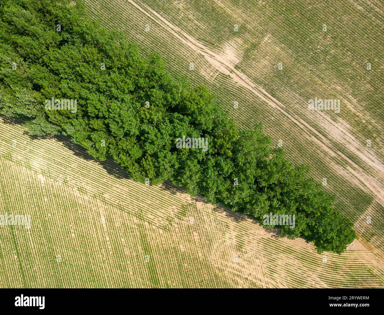 Aerial view geometric farming fields, showing a green meadow and plowed ...