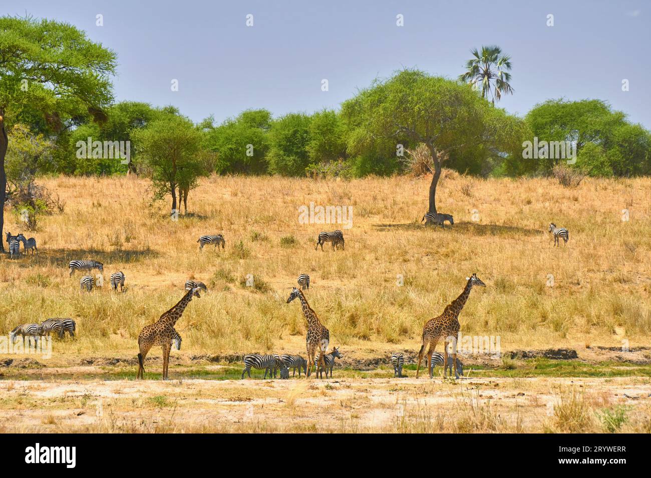 African savanna elephant zebra hi-res stock photography and images - Alamy