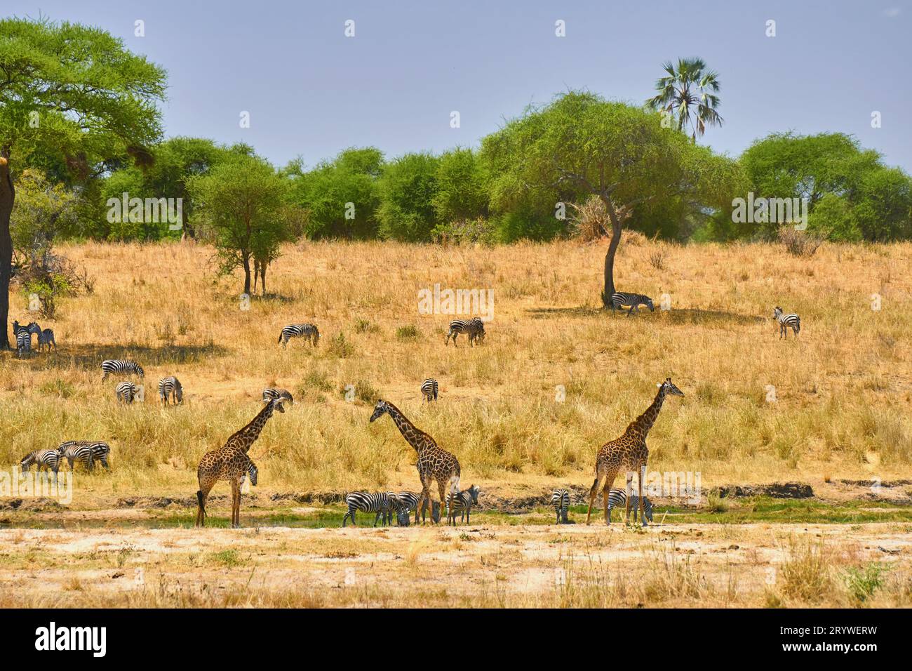 wild african savanna with animals Stock Photo - Alamy