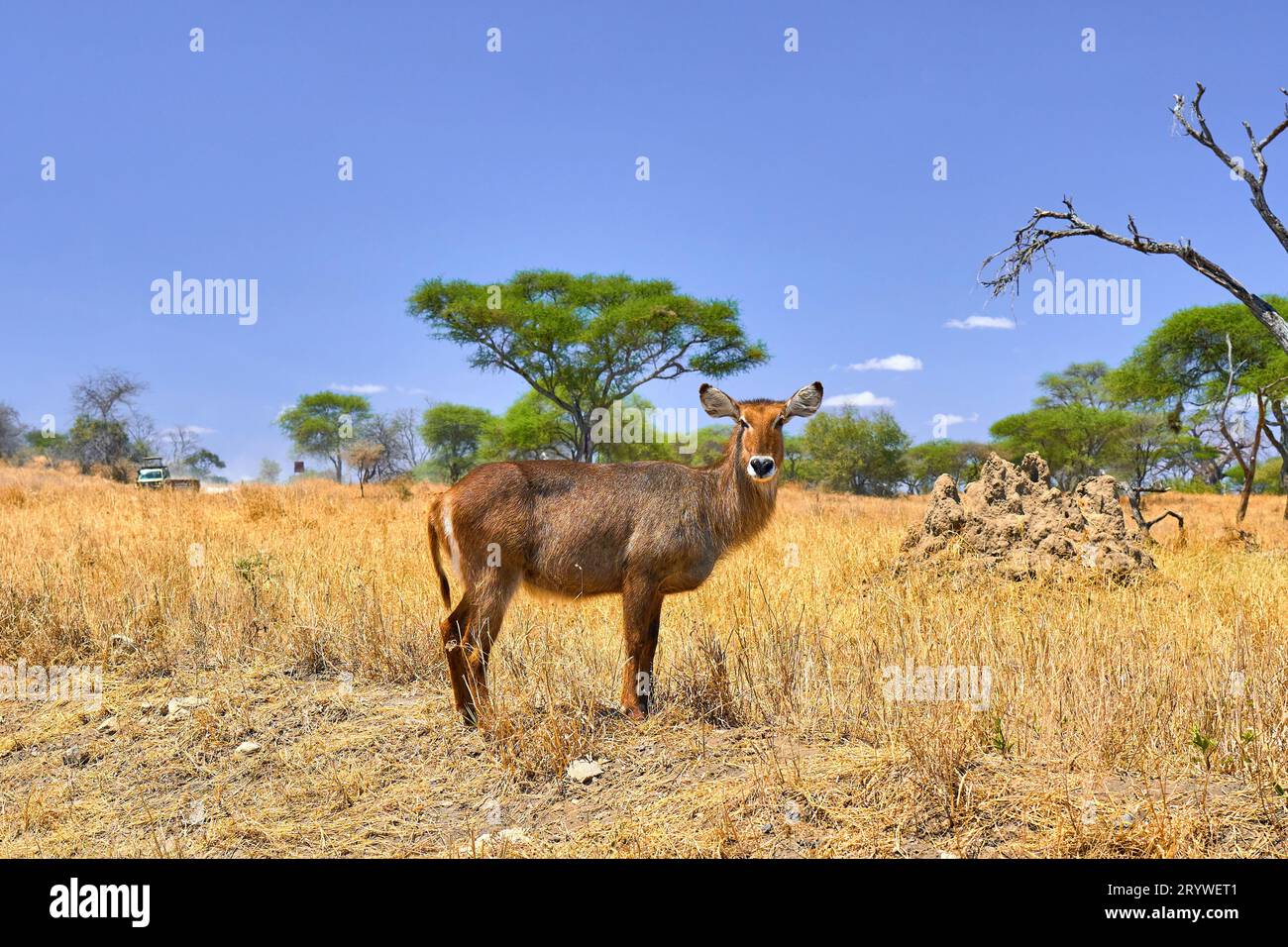 African savanna elephant zebra hi-res stock photography and images - Alamy