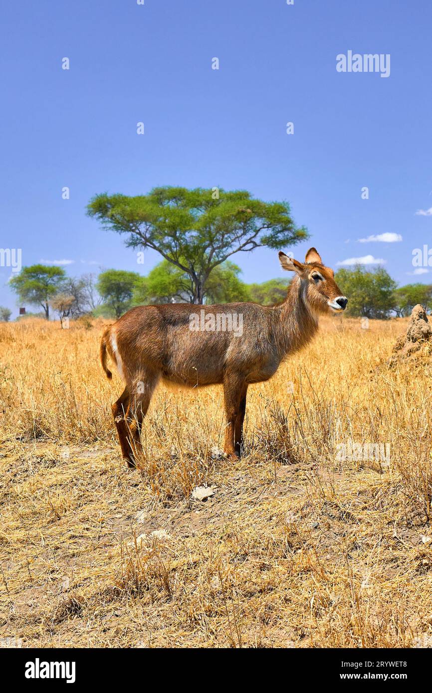 wild african savanna with animals Stock Photo - Alamy