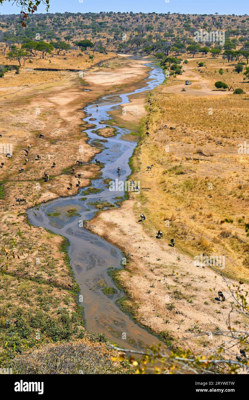 wild african savanna with animals Stock Photo - Alamy