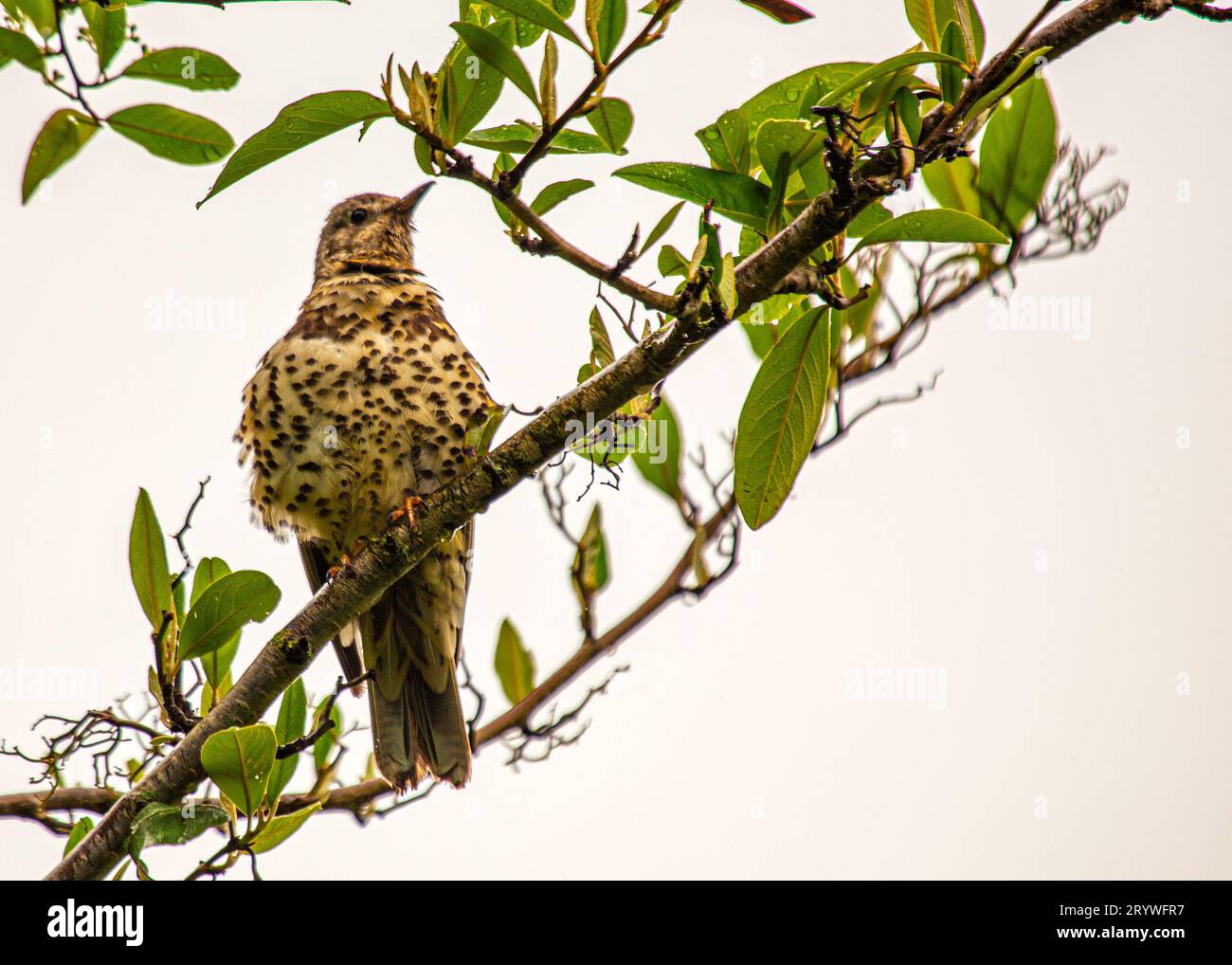 Captured in Dublin, Ireland, the Mistle Thrush (Turdus viscivorus) is a ...
