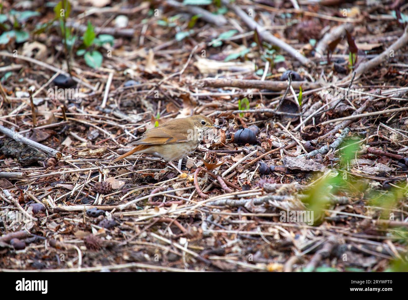 The Hermit Thrush (Catharus guttatus) graces North American woodlands ...