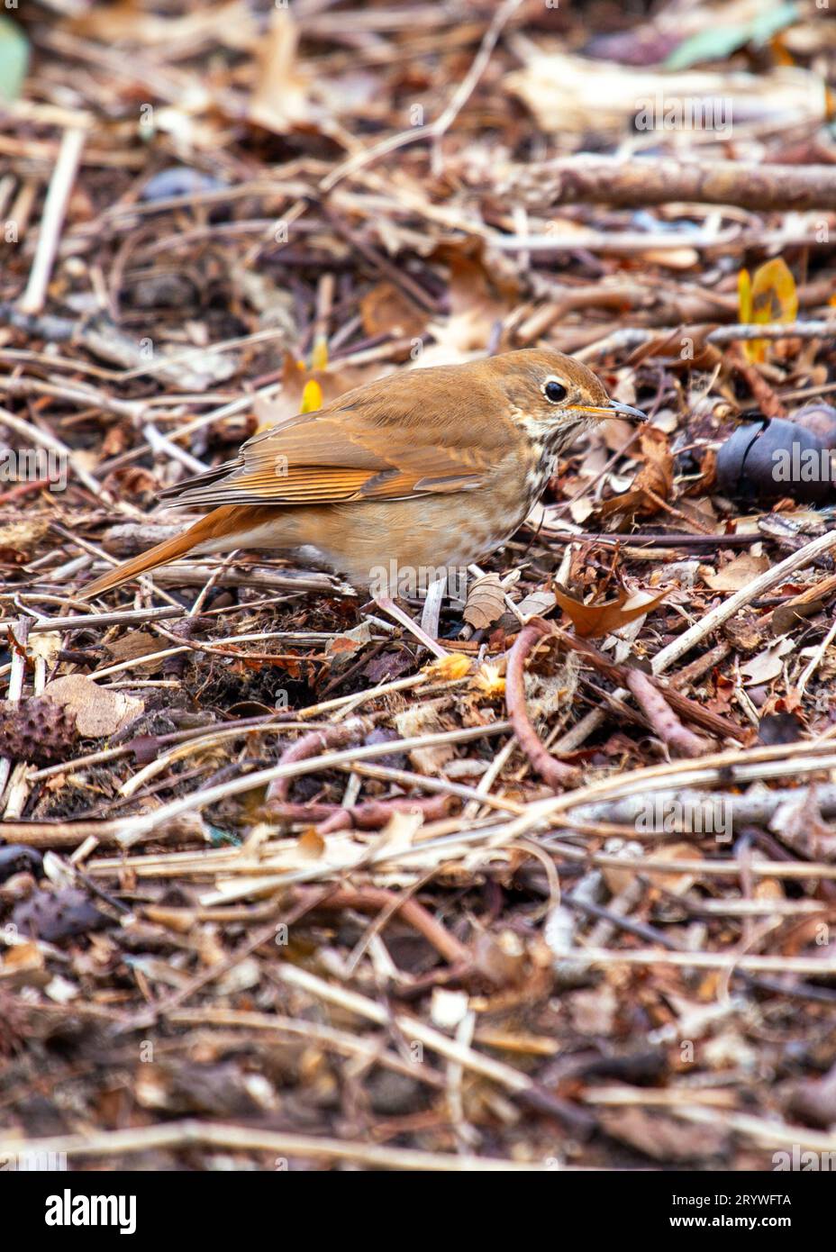 The Hermit Thrush (Catharus guttatus) graces North American woodlands ...