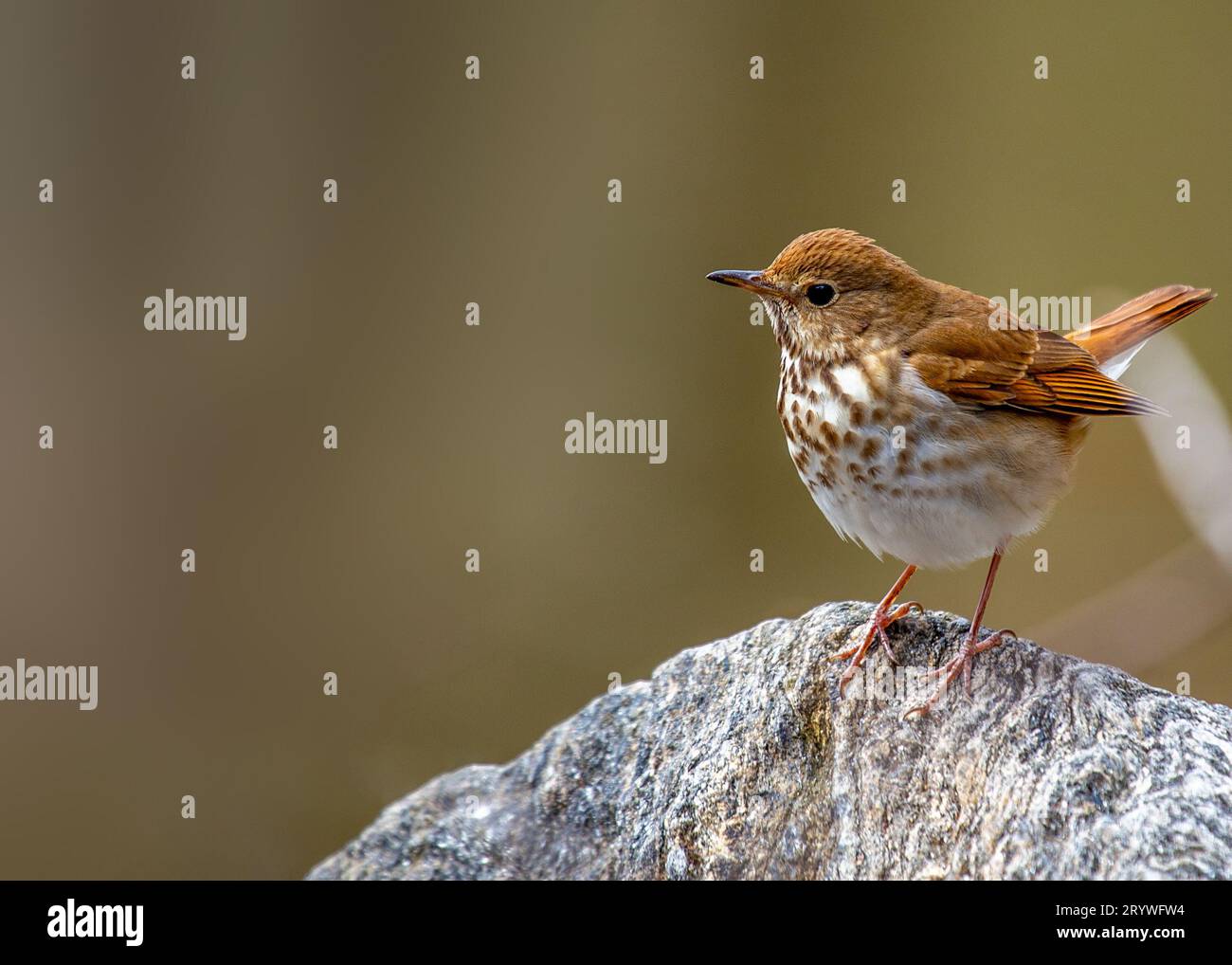 The Hermit Thrush (Catharus guttatus) graces North American woodlands ...