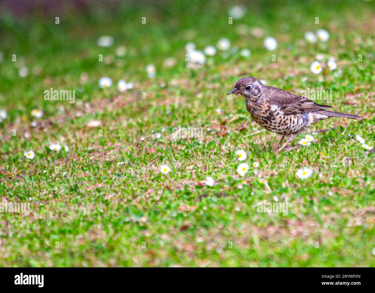 Captured in Dublin, Ireland, the Mistle Thrush (Turdus viscivorus) is a ...