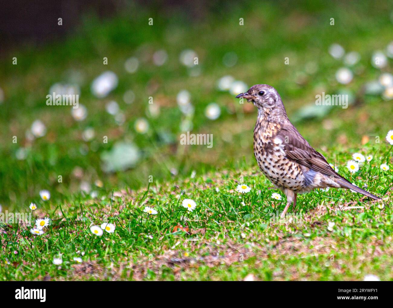 Captured in Dublin, Ireland, the Mistle Thrush (Turdus viscivorus) is a ...
