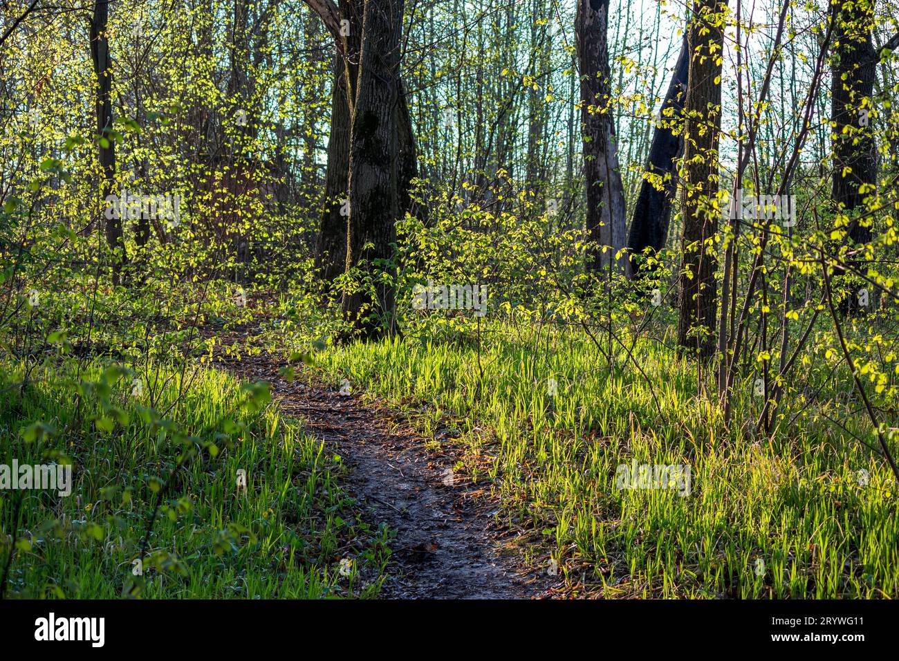 Trodden road hi-res stock photography and images - Alamy