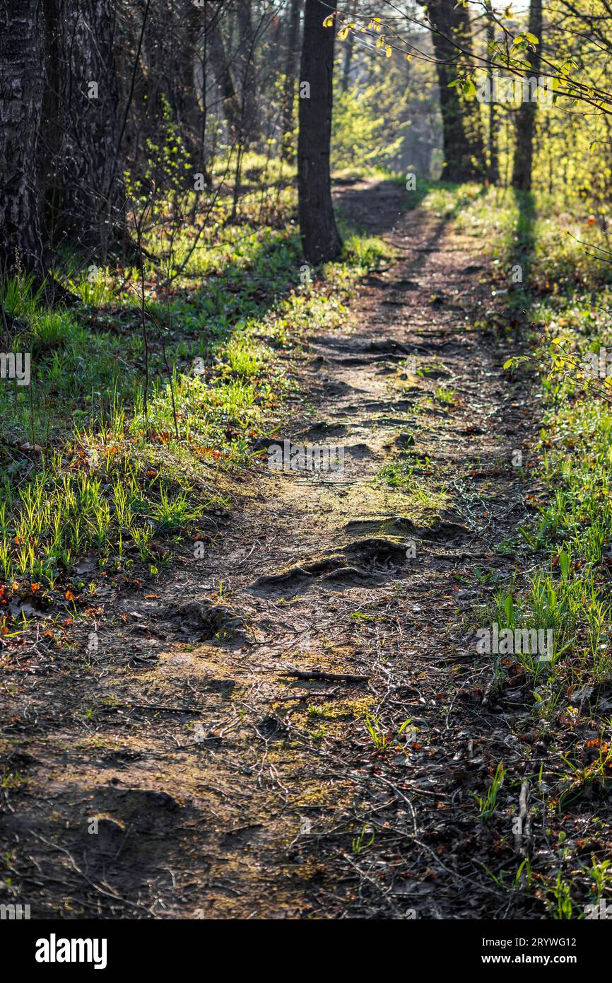Well-trodden path in the spring forest Stock Photo - Alamy