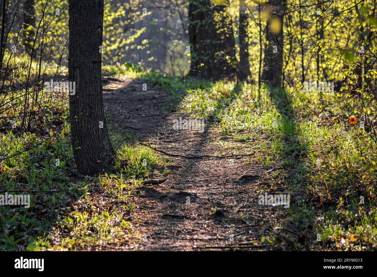 Trodden road hi-res stock photography and images - Alamy