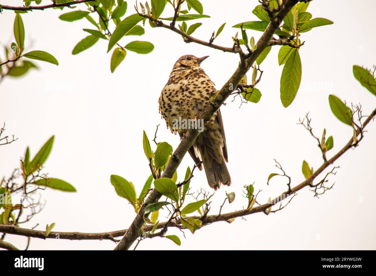 Captured in Dublin, Ireland, the Mistle Thrush (Turdus viscivorus) is a ...