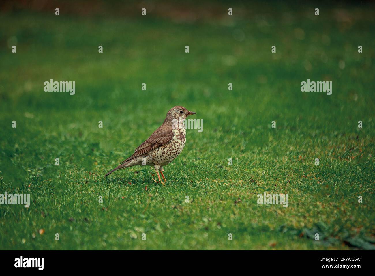 Captured in Dublin, Ireland, the Mistle Thrush (Turdus viscivorus) is a ...