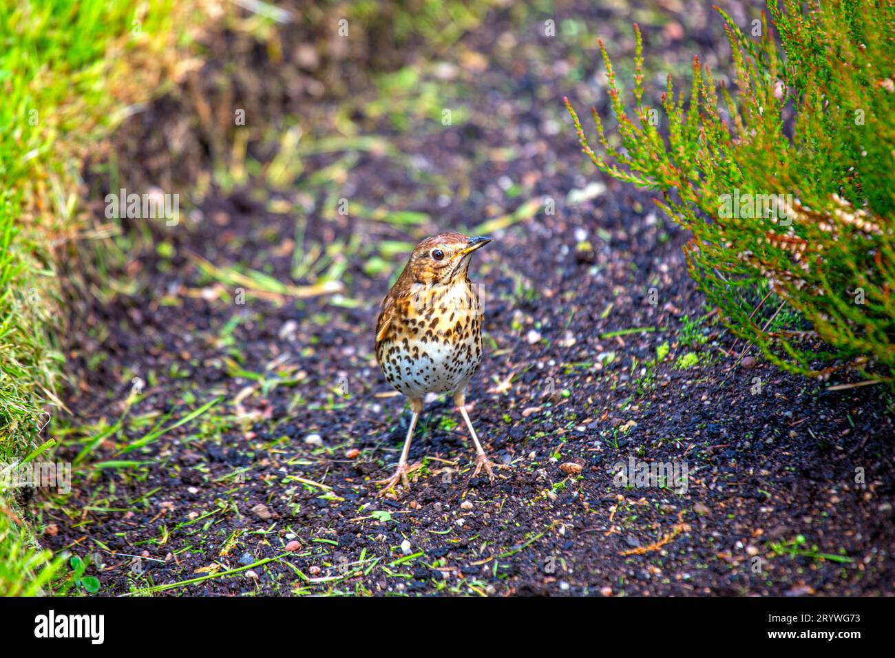 Captured in Dublin, Ireland, the Mistle Thrush (Turdus viscivorus) is a ...