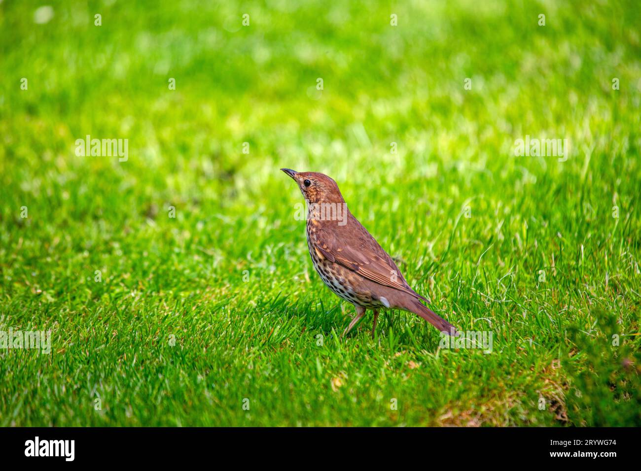 Captured in Dublin, Ireland, the Mistle Thrush (Turdus viscivorus) is a ...