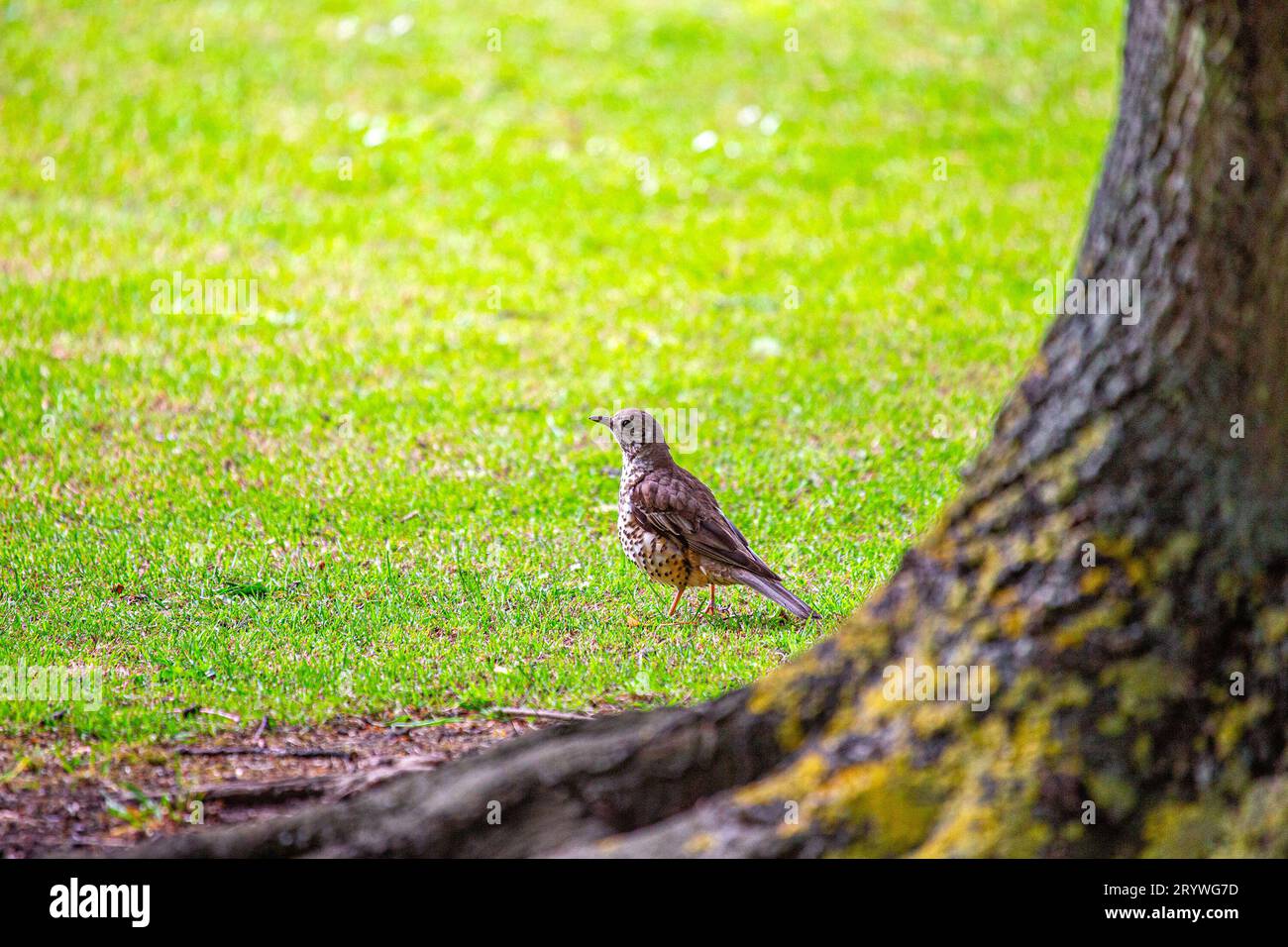 Captured in Dublin, Ireland, the Mistle Thrush (Turdus viscivorus) is a ...