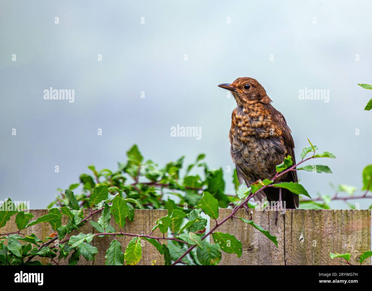 Mistle thrushs presence hi-res stock photography and images - Alamy