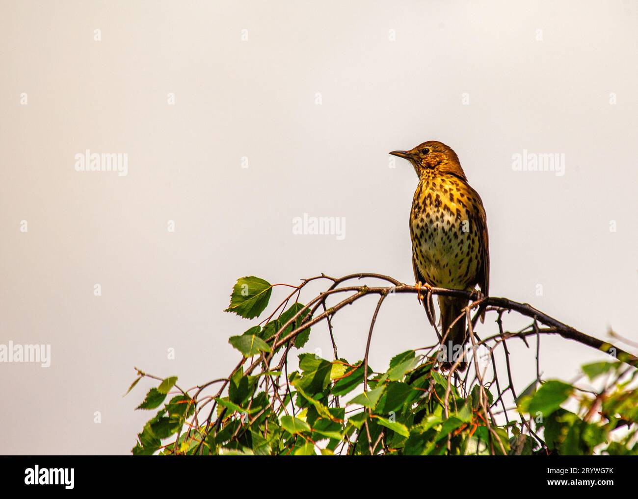 Captured in Dublin, Ireland, the Mistle Thrush (Turdus viscivorus) is a ...