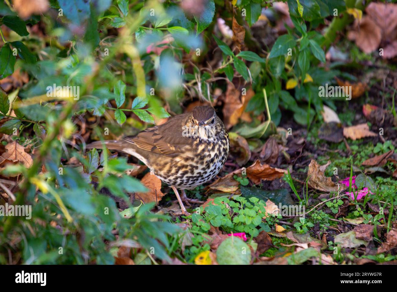 Mistle thrushs presence hi-res stock photography and images - Alamy
