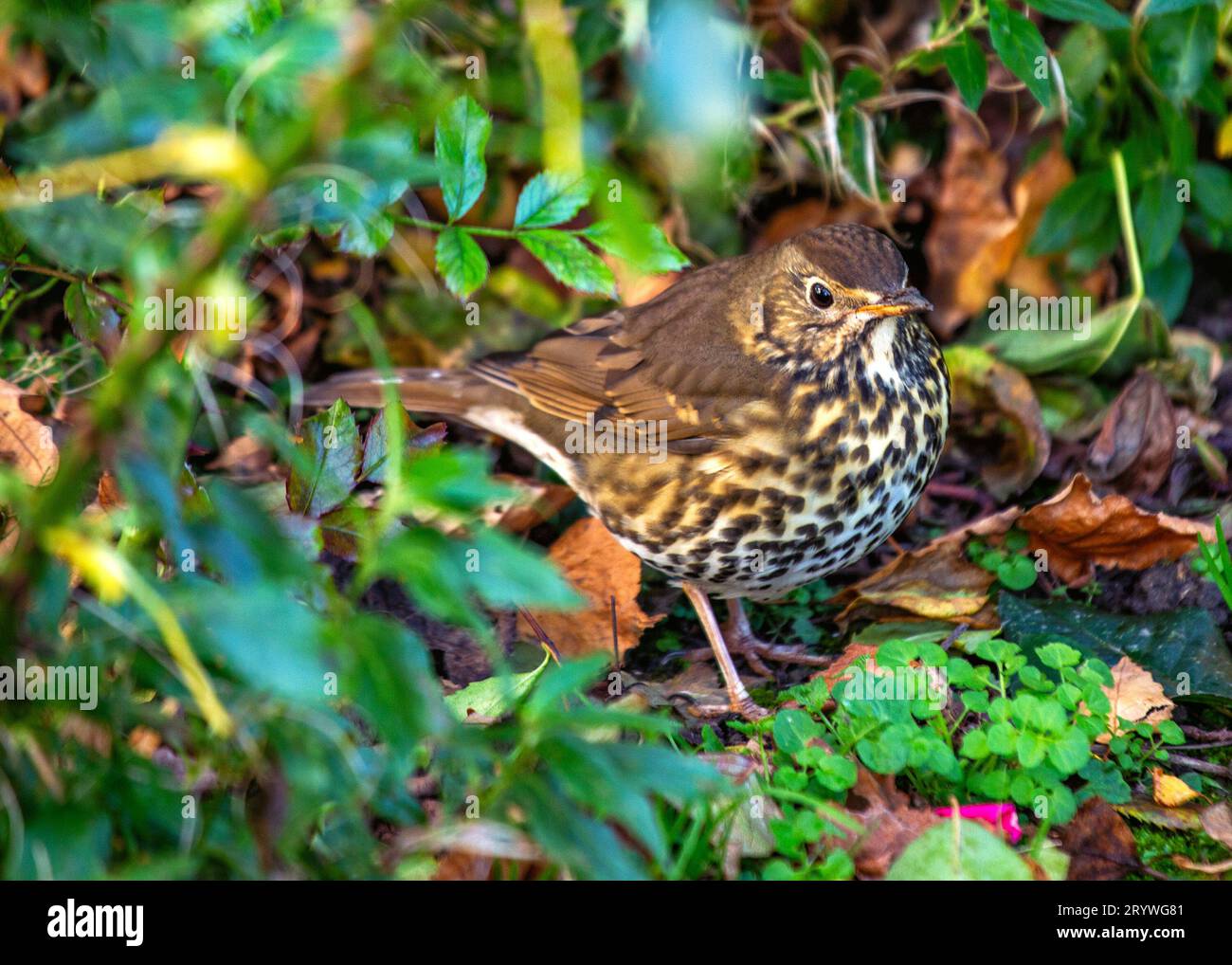 Captured in Dublin, Ireland, the Mistle Thrush (Turdus viscivorus) is a ...