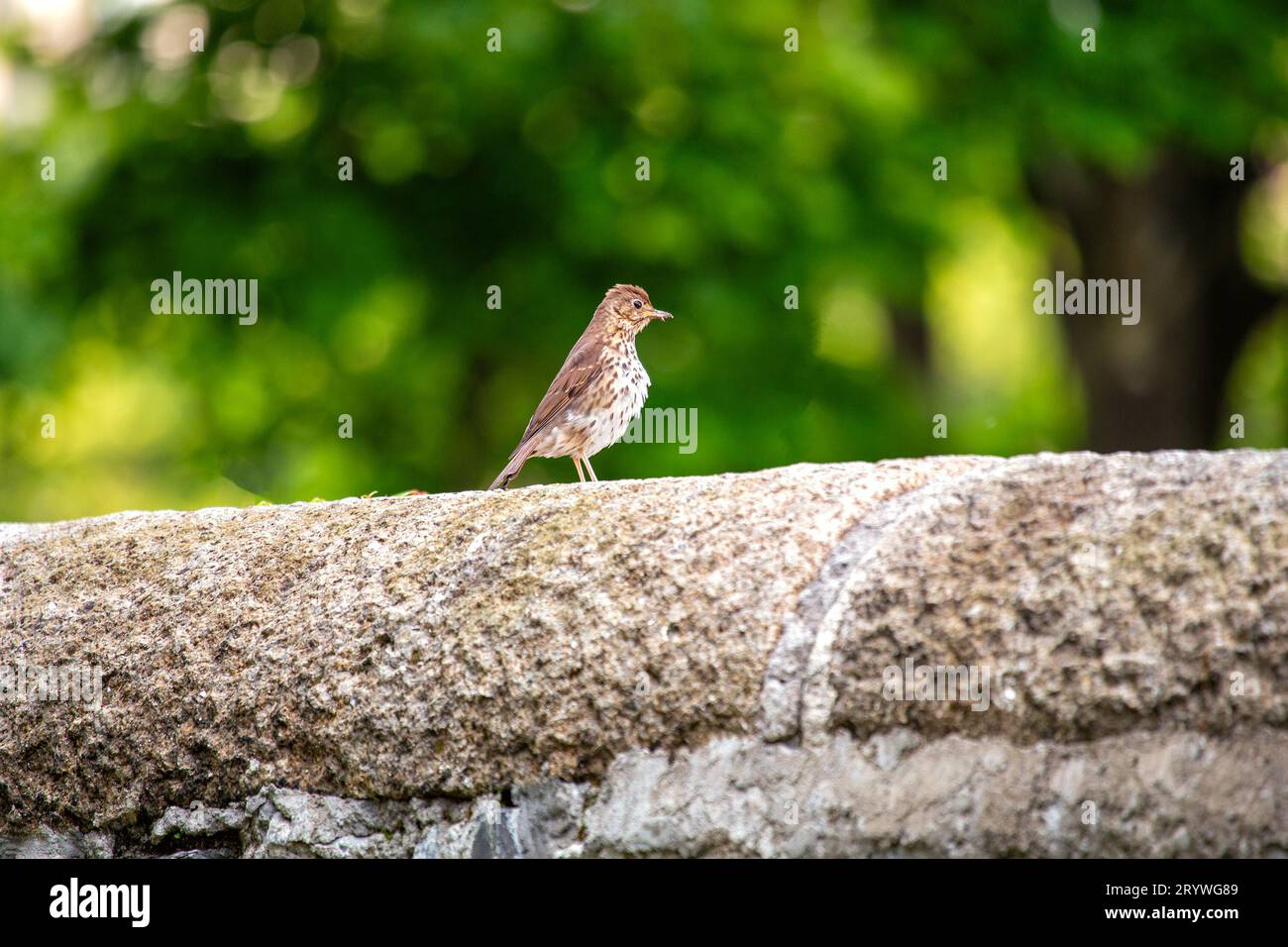 Captured in Dublin, Ireland, the Mistle Thrush (Turdus viscivorus) is a ...