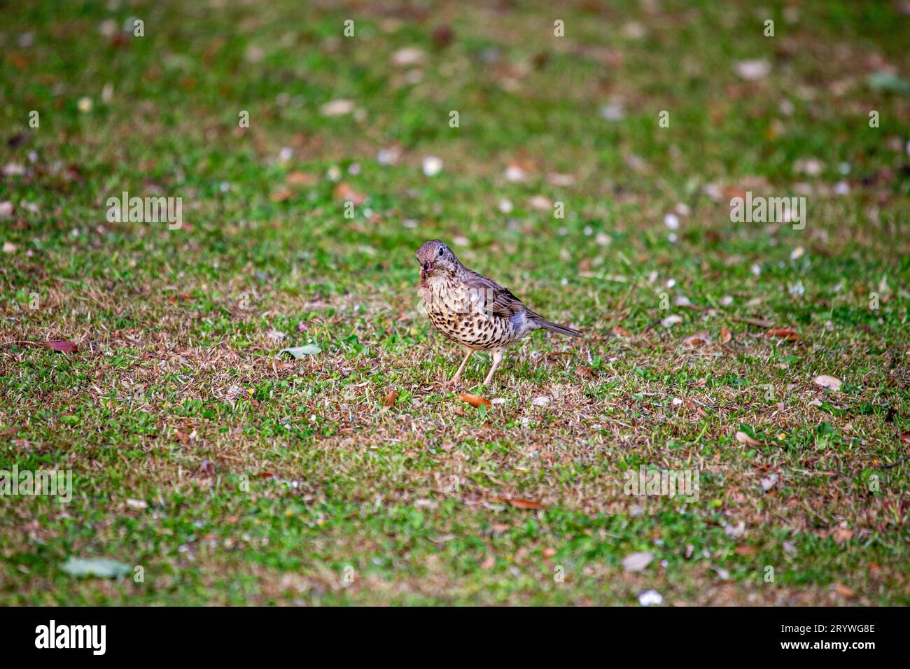 Captured in Dublin, Ireland, the Mistle Thrush (Turdus viscivorus) is a ...
