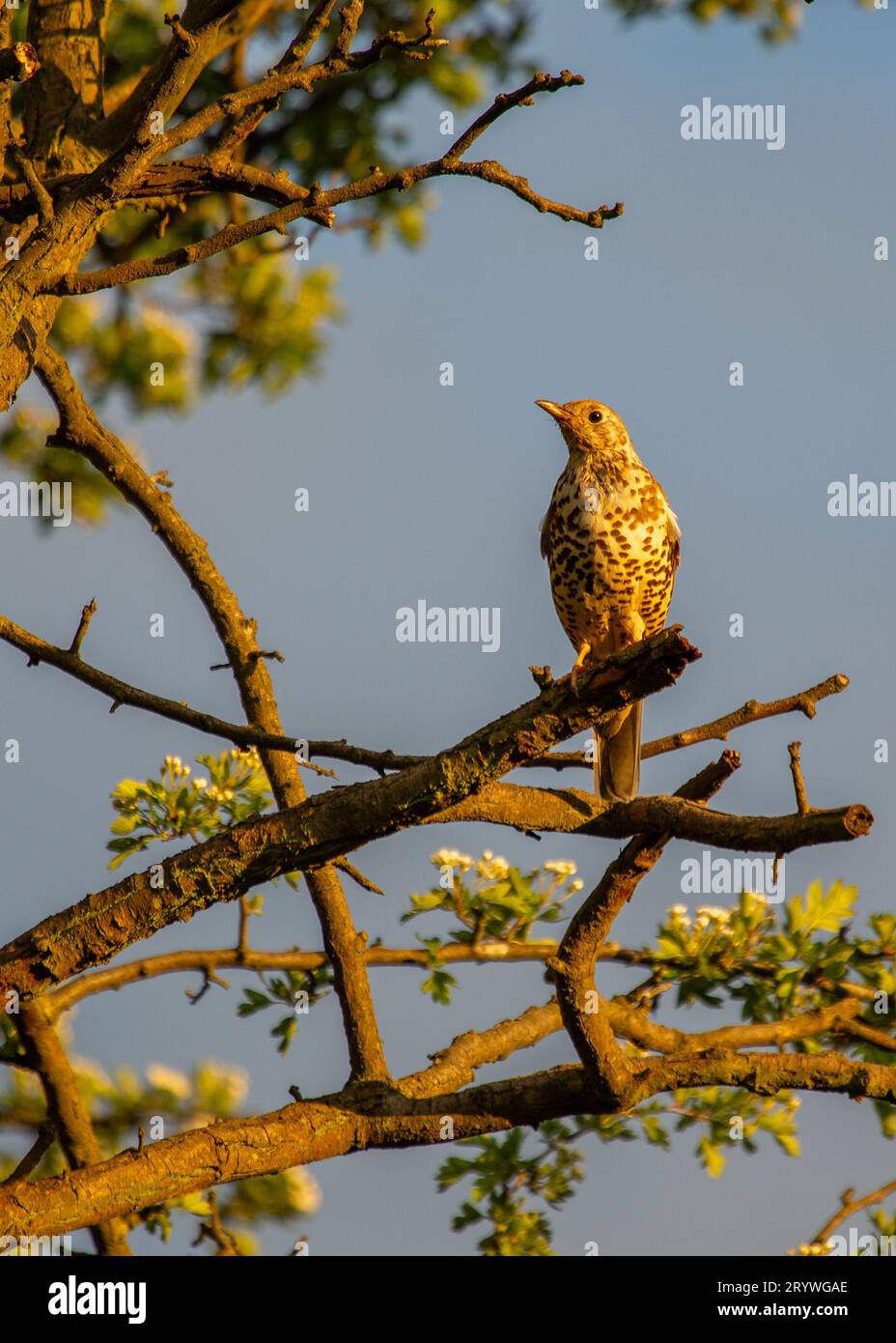 Captured in Dublin, Ireland, the Mistle Thrush (Turdus viscivorus) is a ...