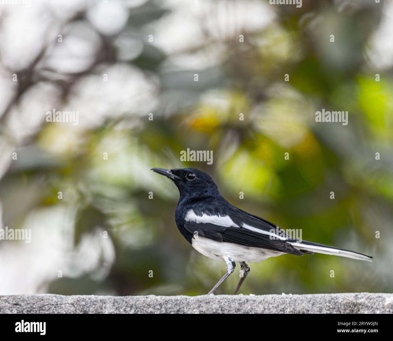Magpie on wall hi-res stock photography and images - Alamy