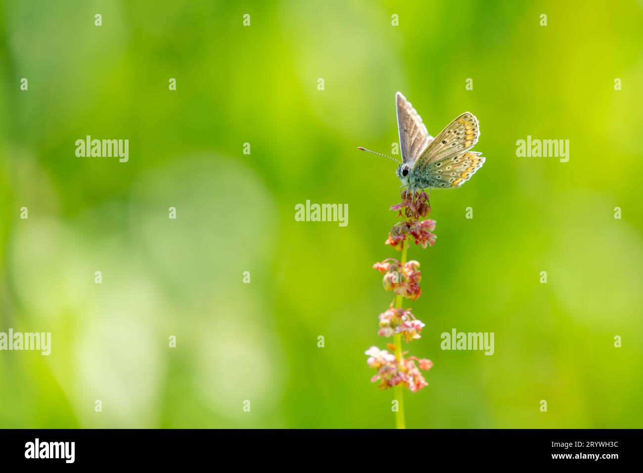 common blue on grass Stock Photo - Alamy