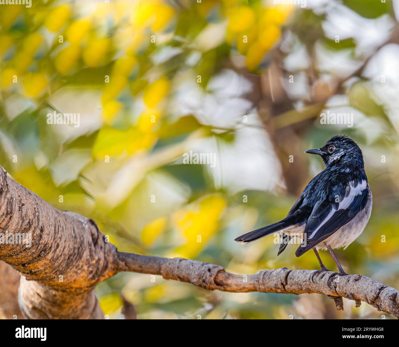 A Oriental Magpie looking back Stock Photo - Alamy