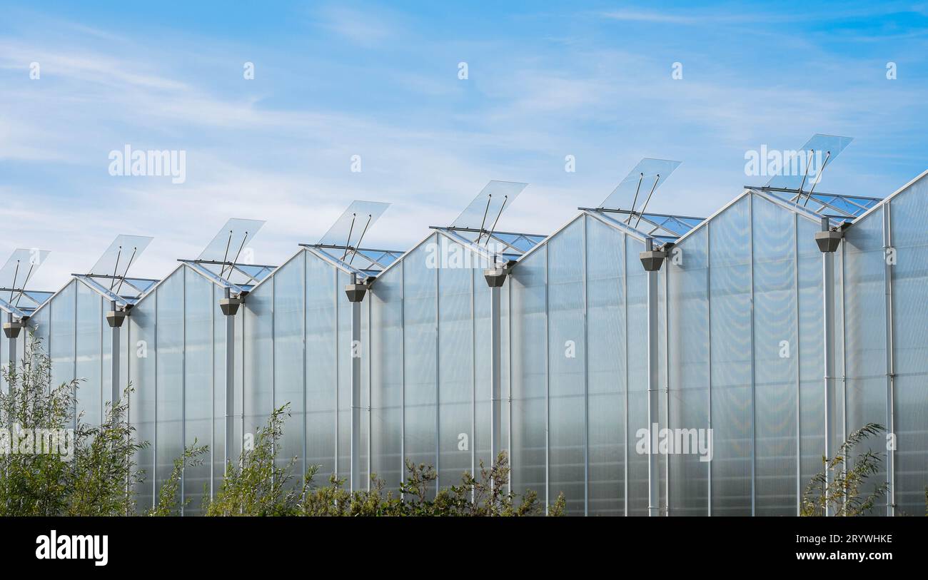 Greenhouses in which the aeration windows are wide open Stock Photo - Alamy