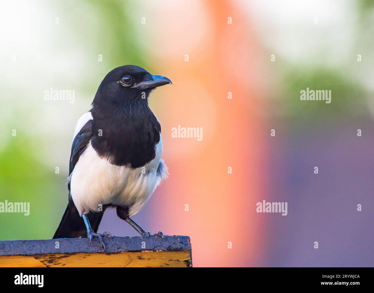 Crow raven feeder hi-res stock photography and images - Alamy