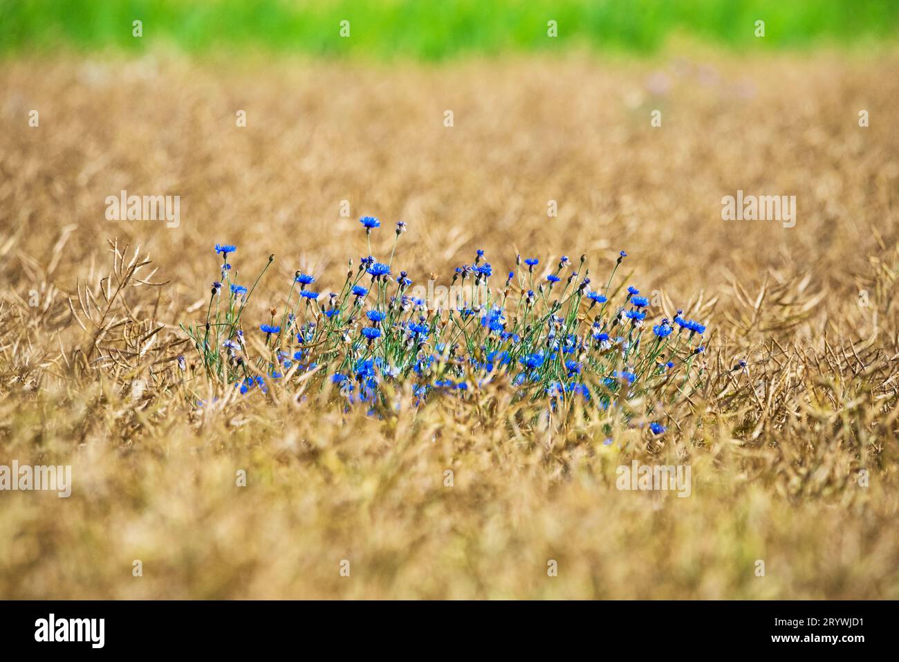 Blue corn flowers between ripe corn Stock Photo - Alamy